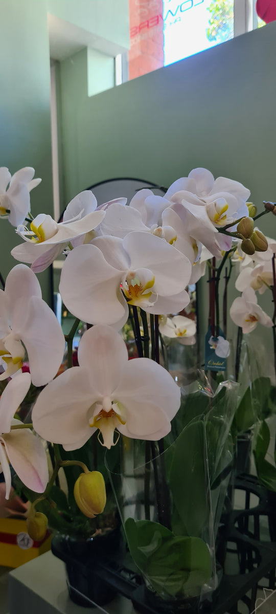 How to grow and care for Phalaenopsis orchid plants Loan Pham Gorg...